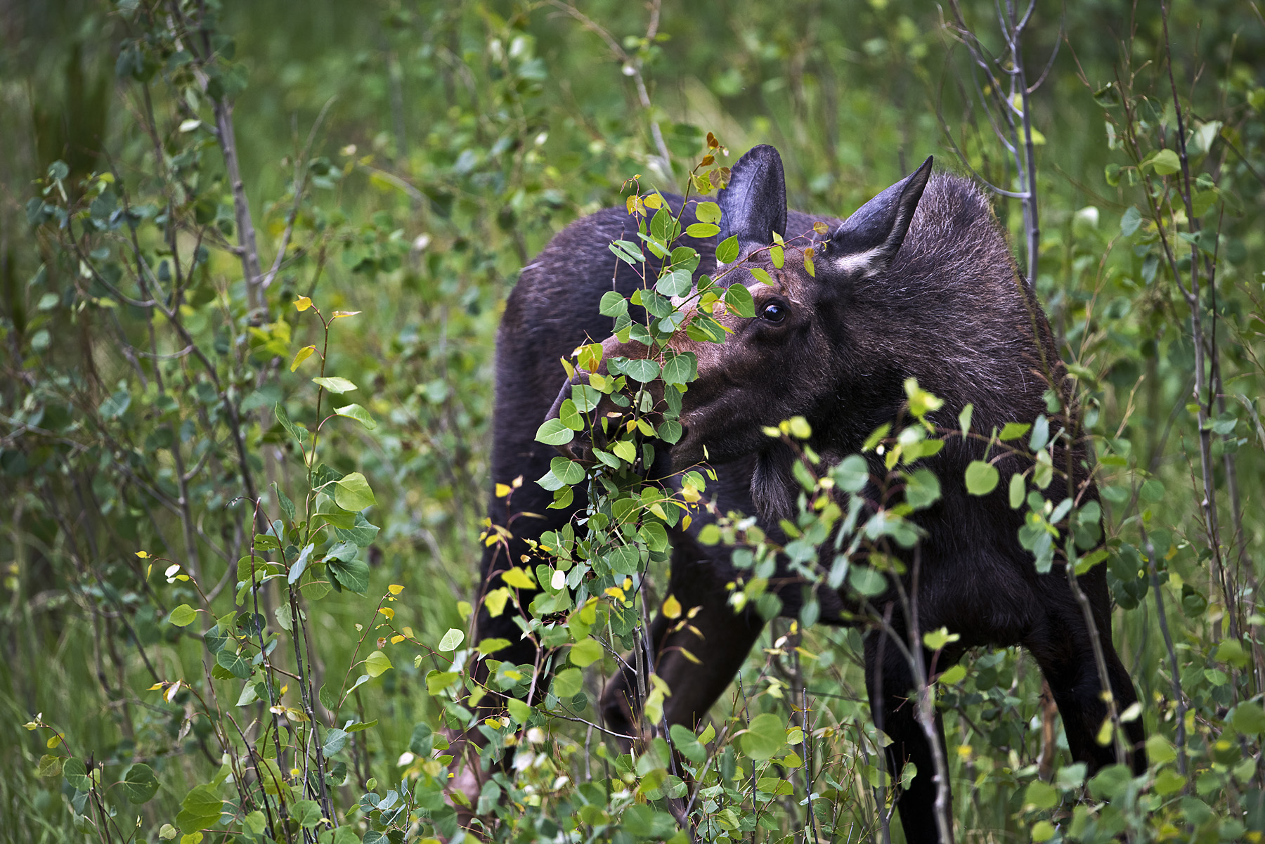Guidelines for Wildlife Viewing & Photography – Friends of Staunton ...